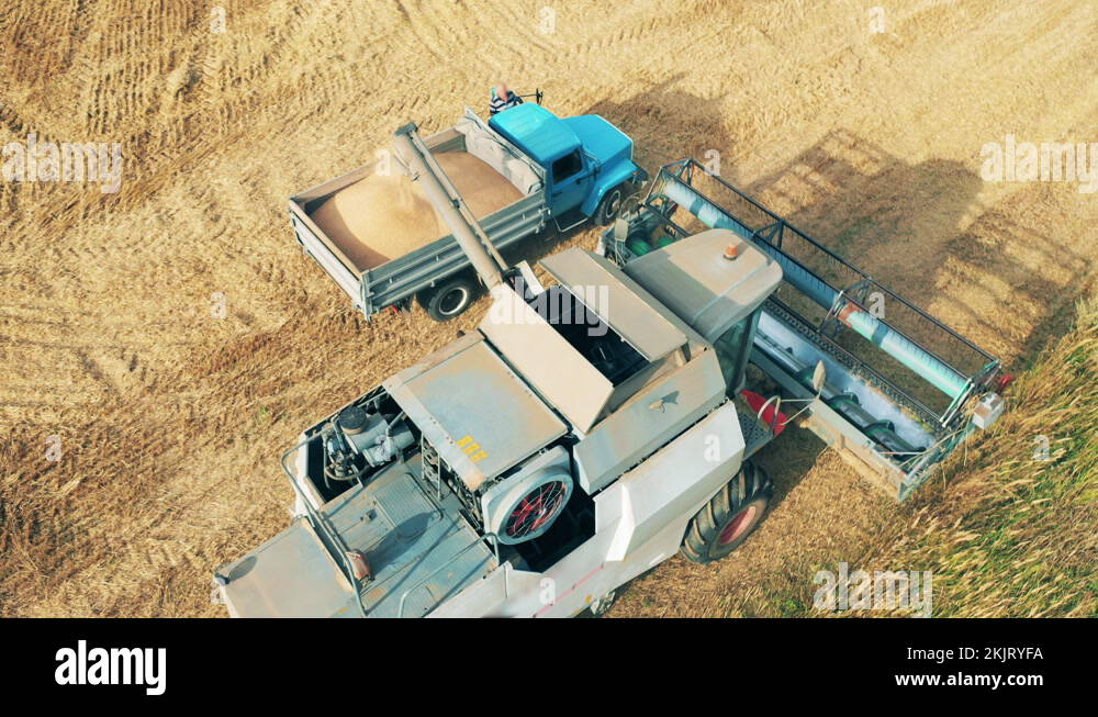 Reaped crops are being loaded into a truck by an agricultural vehicle ...