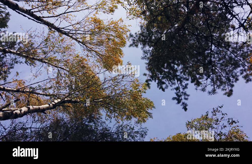 Trees bend Stock Videos & Footage - HD and 4K Video Clips - Alamy