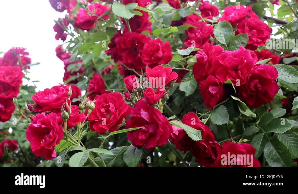 Rose and nature background Stock Videos & Footage - HD and 4K Video ...