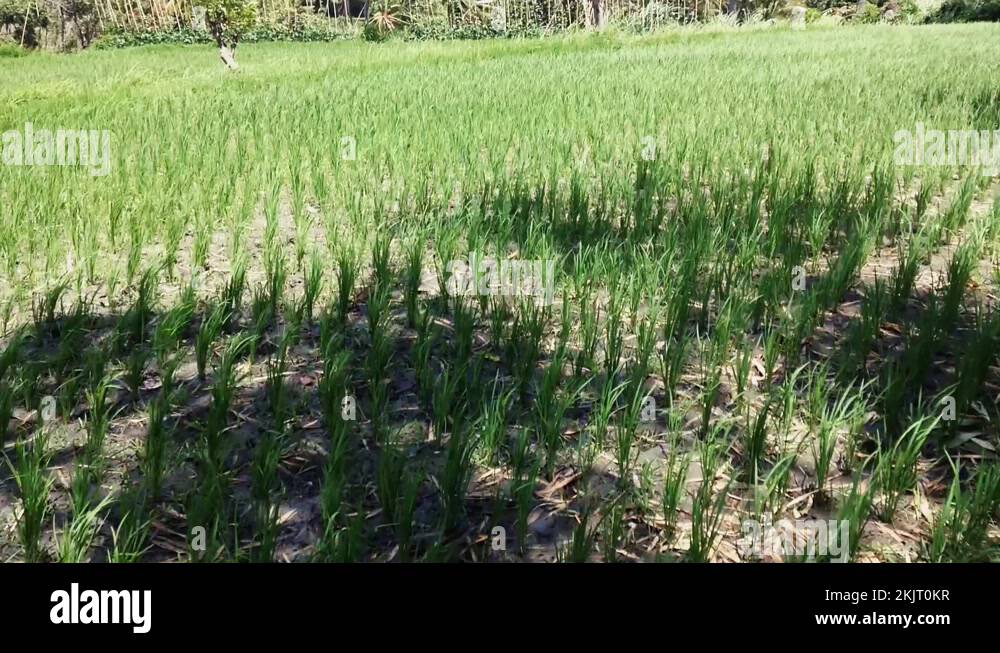 Sunny Windy Day On The Rice Fields Receive Very Little Water In Long ...