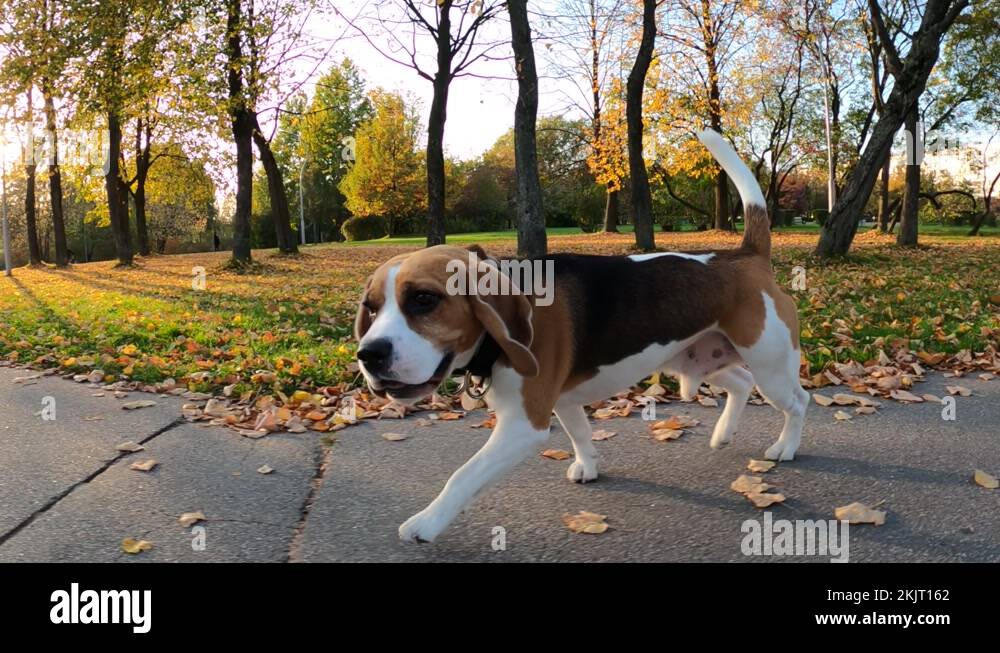 Jog forward Stock Videos & Footage - HD and 4K Video Clips - Alamy