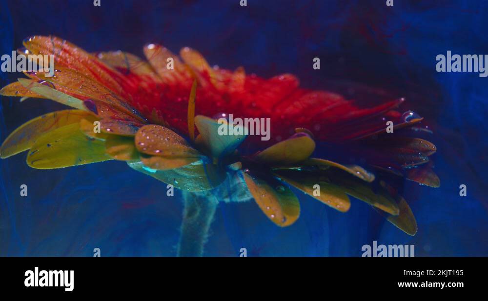 Colorful art, orange ink is dropping down and flowing on a flower under ...