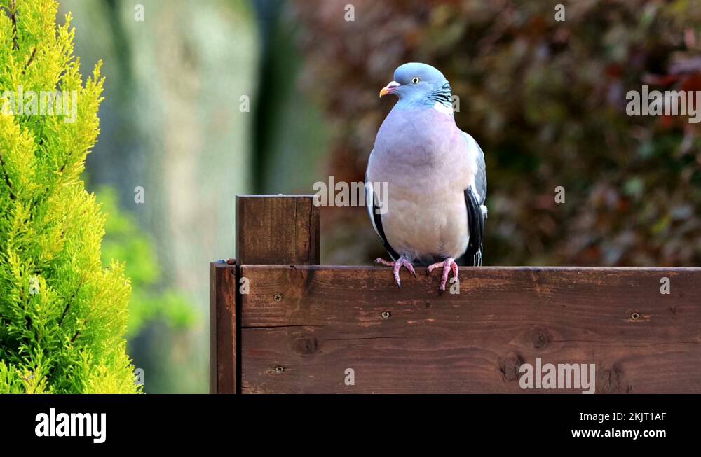 Pigeon on fence Stock Videos & Footage - HD and 4K Video Clips - Alamy