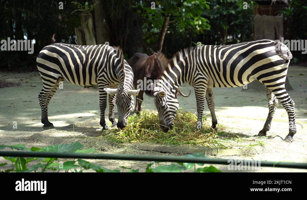Zebra at a zoo Stock Videos & Footage - HD and 4K Video Clips - Alamy