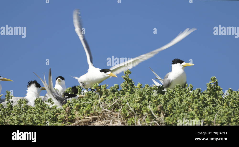 Adult Turn Seabirds glides over a colony searching for nesting chicks ...