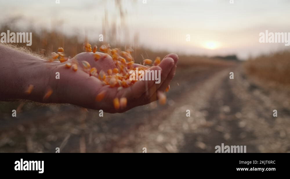 Corn palm Stock Videos & Footage - HD and 4K Video Clips - Alamy