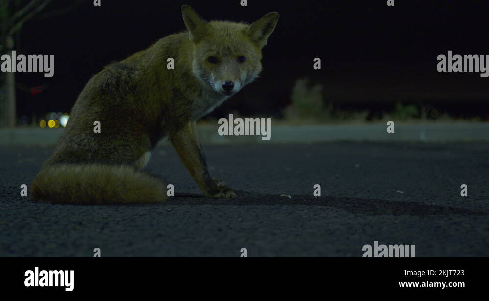 Tame urban Red Fox beautiful eyes bushy tail nature city suburb Stock ...