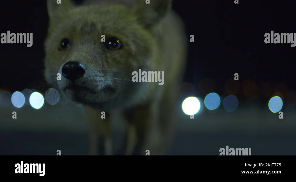 Red fox nose Stock Videos & Footage - HD and 4K Video Clips - Alamy