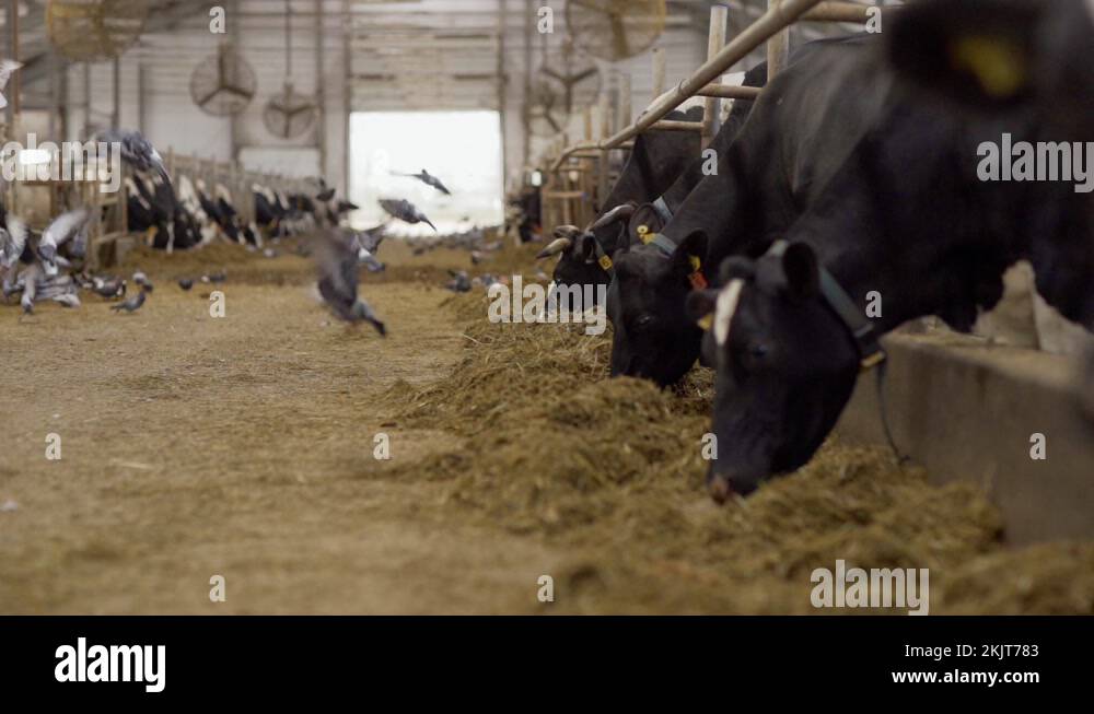 Dairy cows eating hay in stalls in farm shed Stock Video Footage - Alamy