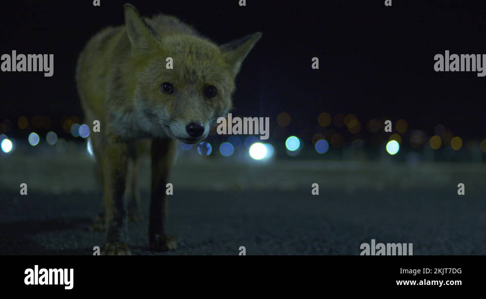 Urban fox city Stock Videos & Footage - HD and 4K Video Clips - Alamy