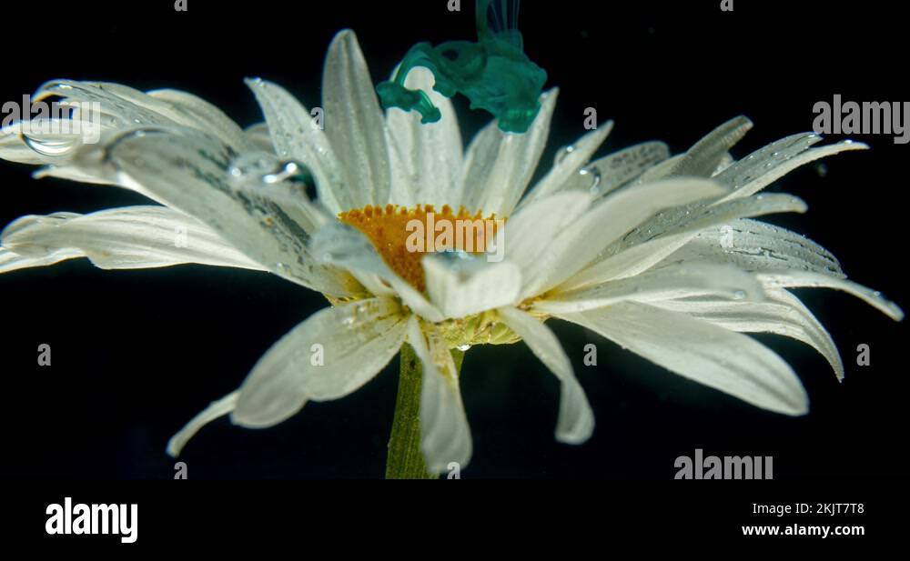 Watercolor splash flower Stock Videos & Footage - HD and 4K Video Clips ...