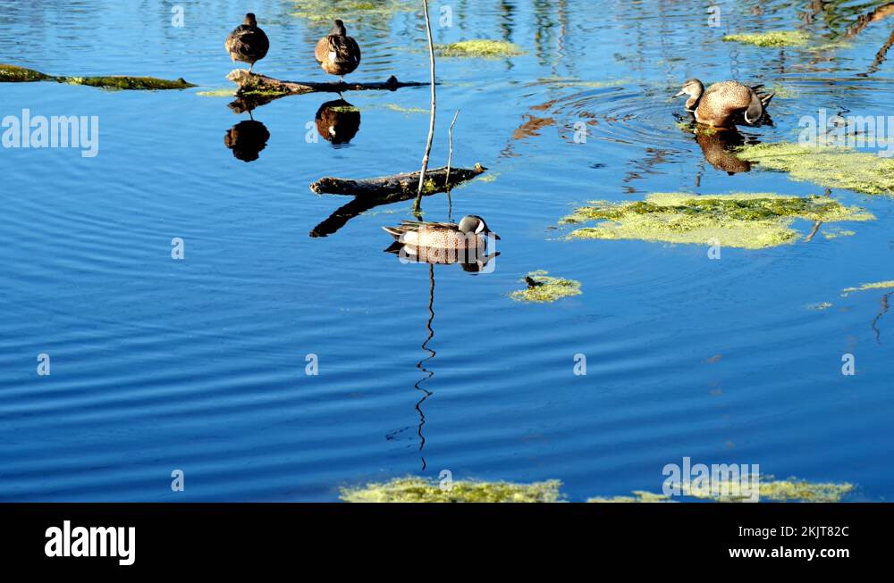 Spatula duck Stock Videos & Footage - HD and 4K Video Clips - Alamy