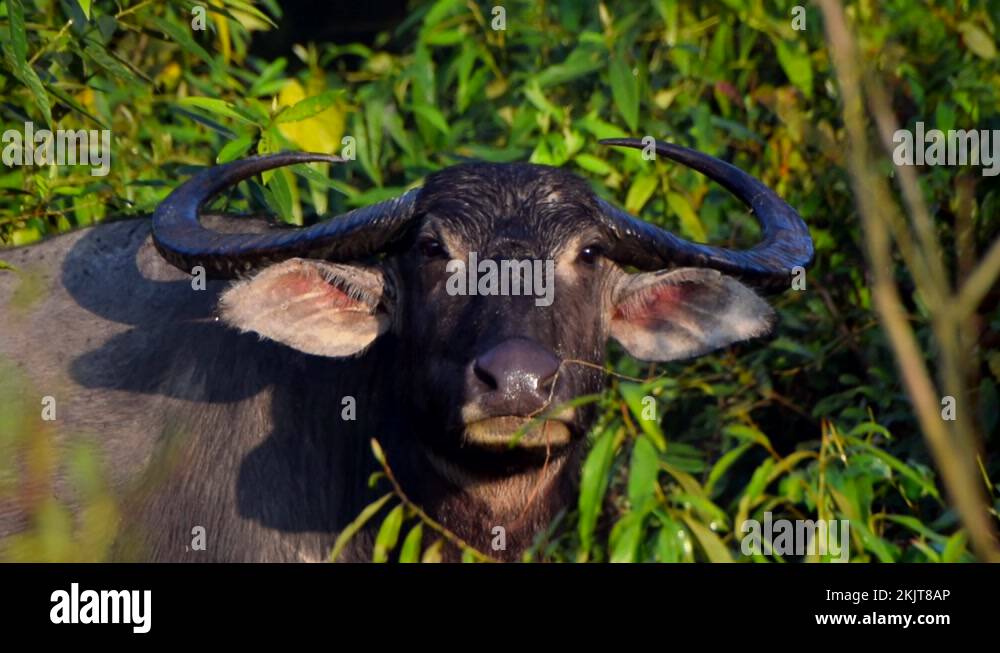 Assam buffalo Stock Videos & Footage - HD and 4K Video Clips - Alamy