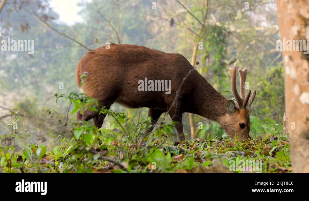 Indian animals national animal of india Stock Videos & Footage - HD and ...