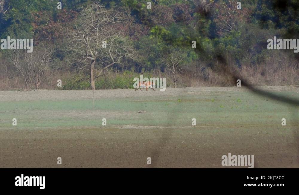 Fauna of assam Stock Videos & Footage - HD and 4K Video Clips - Alamy