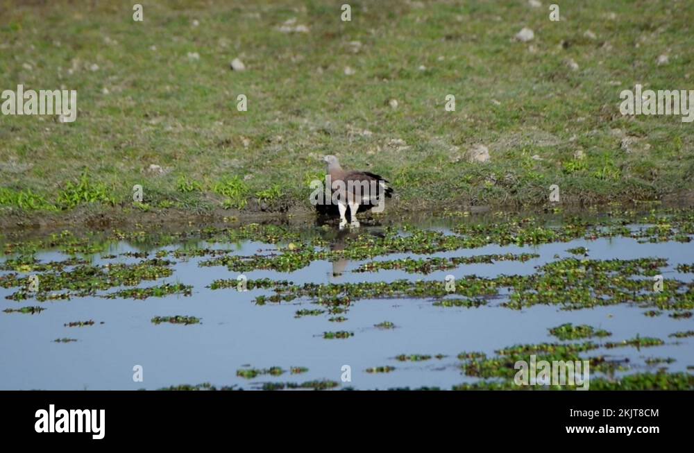 Eagle kaziranga assam asia Stock Videos & Footage - HD and 4K Video ...