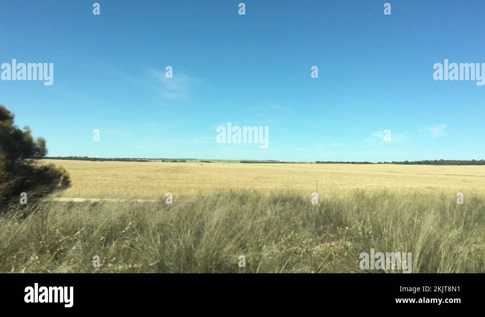 Wheat western australia Stock Videos & Footage - HD and 4K Video Clips ...