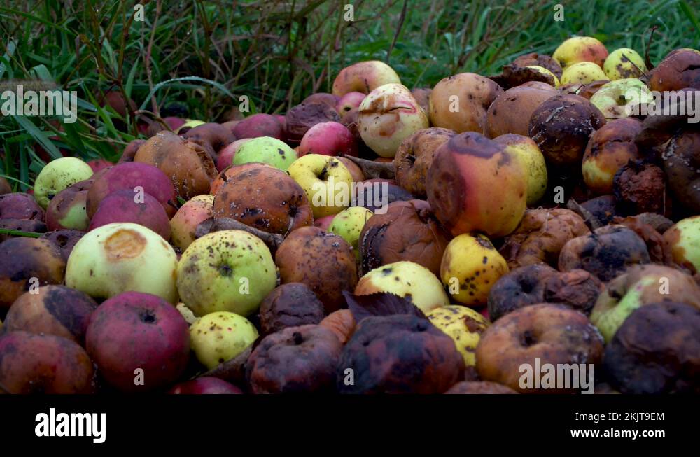 Pile of insects Stock Videos & Footage - HD and 4K Video Clips - Alamy