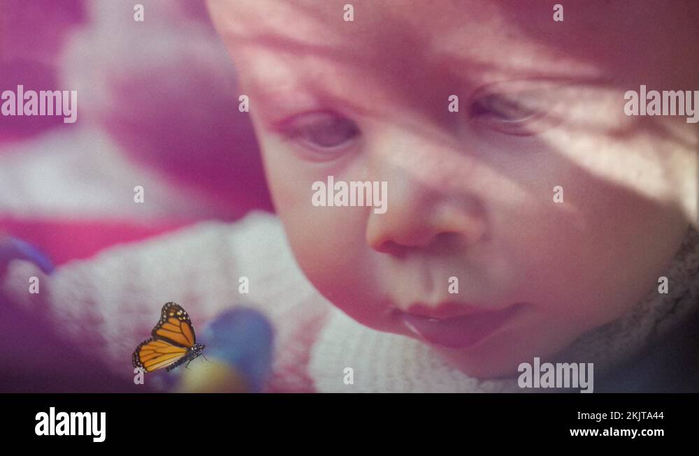 Butterfly photograph Stock Videos & Footage - HD and 4K Video Clips - Alamy