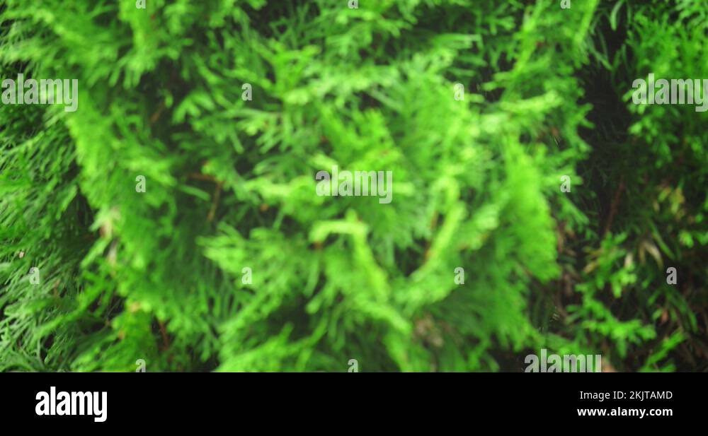 Cedar Nobody Plants Tree Stock Videos And Footage Hd And 4k Video Clips