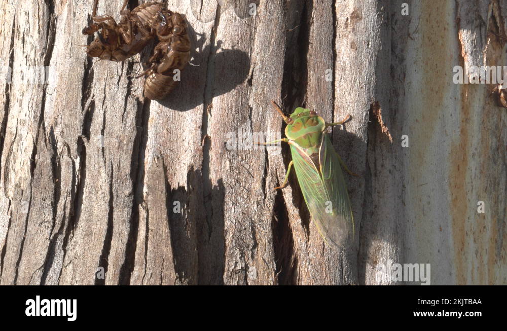 Newly emerge molting cicada Stock Videos & Footage - HD and 4K Video ...