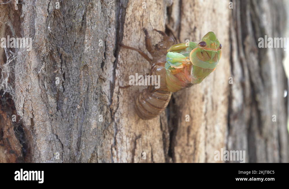 side view of a cicada emerging from its shell on a gum tree at ebor ...