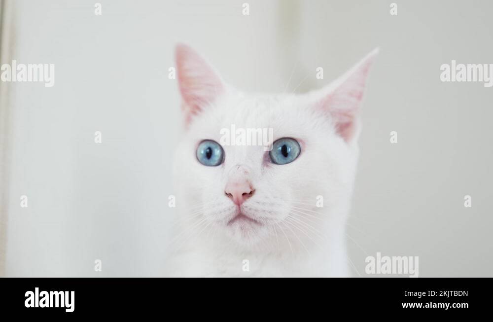 Japanese tabby cat Stock Videos & Footage - HD and 4K Video Clips - Alamy