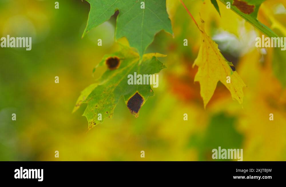 Green and yellow leaves of maple trees with ugly black spots of fungus ...