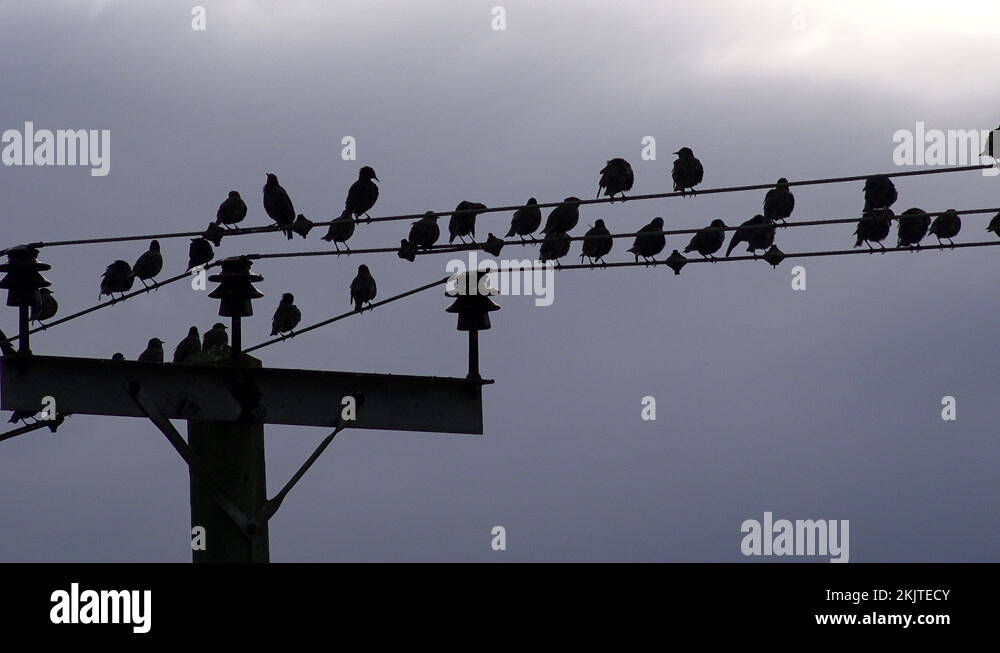 Starlings birds line on a wire on migration 4K Stock Video Footage - Alamy