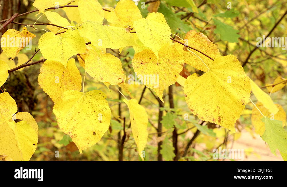 Leaf leaves colour Stock Videos & Footage - HD and 4K Video Clips - Alamy