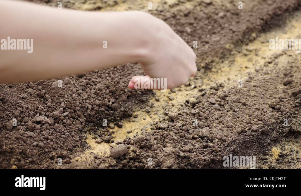 Carrot fight Stock Videos & Footage - HD and 4K Video Clips - Alamy