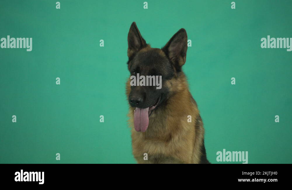 portrait of a german shepherd. dog on green screen, chroma key Stock ...