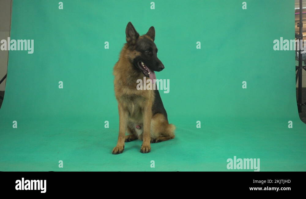 german shepherd dog on green screen, chromakey Stock Video Footage - Alamy