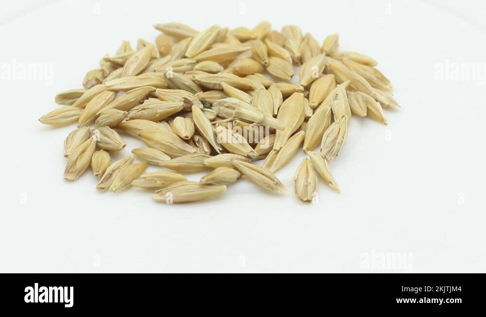 Barley corn Stock Videos & Footage - HD and 4K Video Clips - Alamy