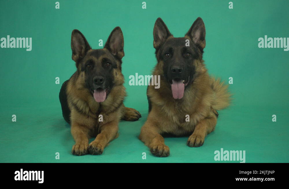 german shepherd on green screen, chroma key Stock Video Footage - Alamy