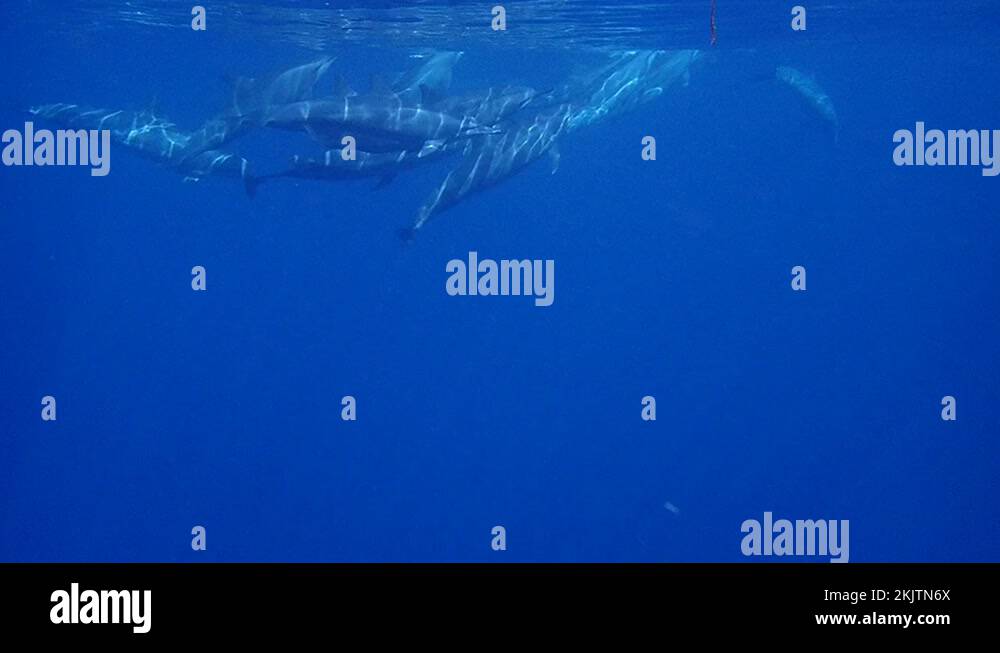 Papua New Guinea Pod of spotted dolphin swim down synchronised in PNG ...