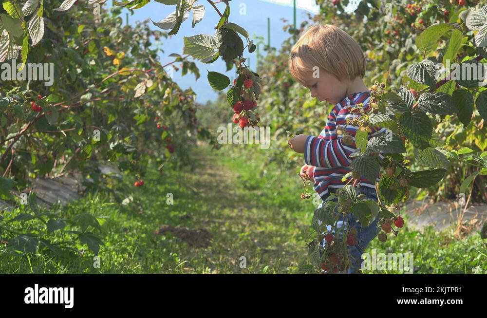 Fruit picking culture Stock Videos & Footage - HD and 4K Video Clips ...