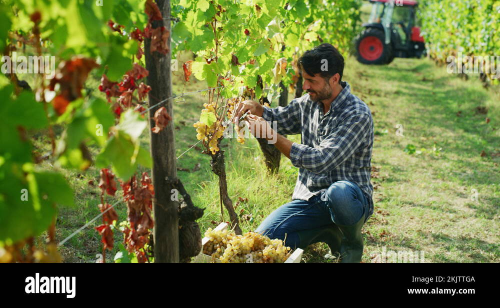 Viniculture season winemaking grapes Stock Videos & Footage - HD and 4K ...