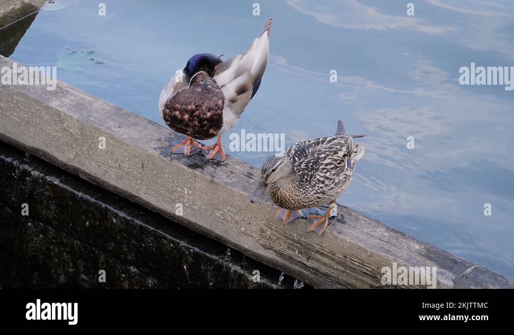 Standing on dam Stock Videos & Footage - HD and 4K Video Clips - Alamy