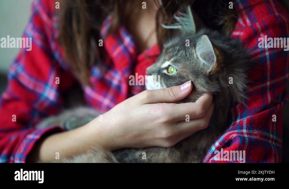Cat in arms Stock Videos & Footage - HD and 4K Video Clips - Alamy