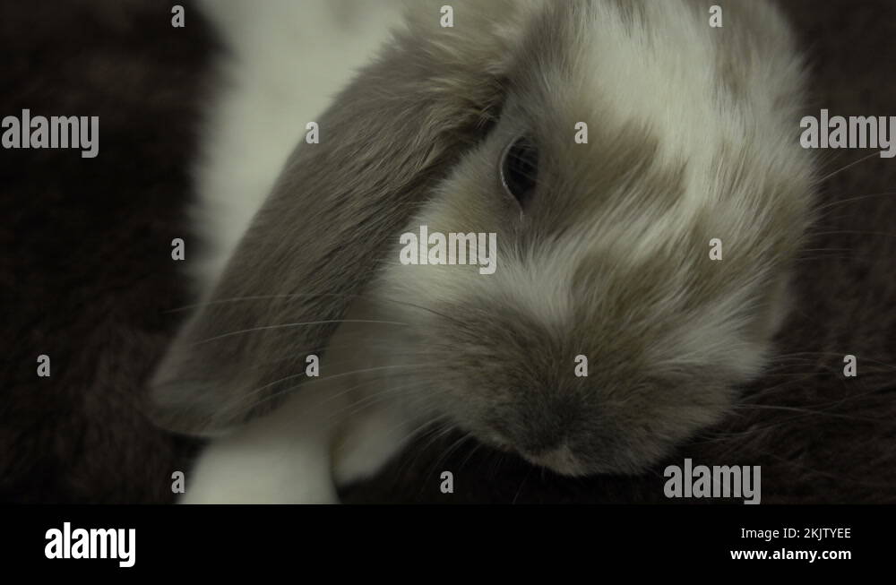 Macro shooting of cute baby lop-eared rabbit. Little rabbit laying and ...