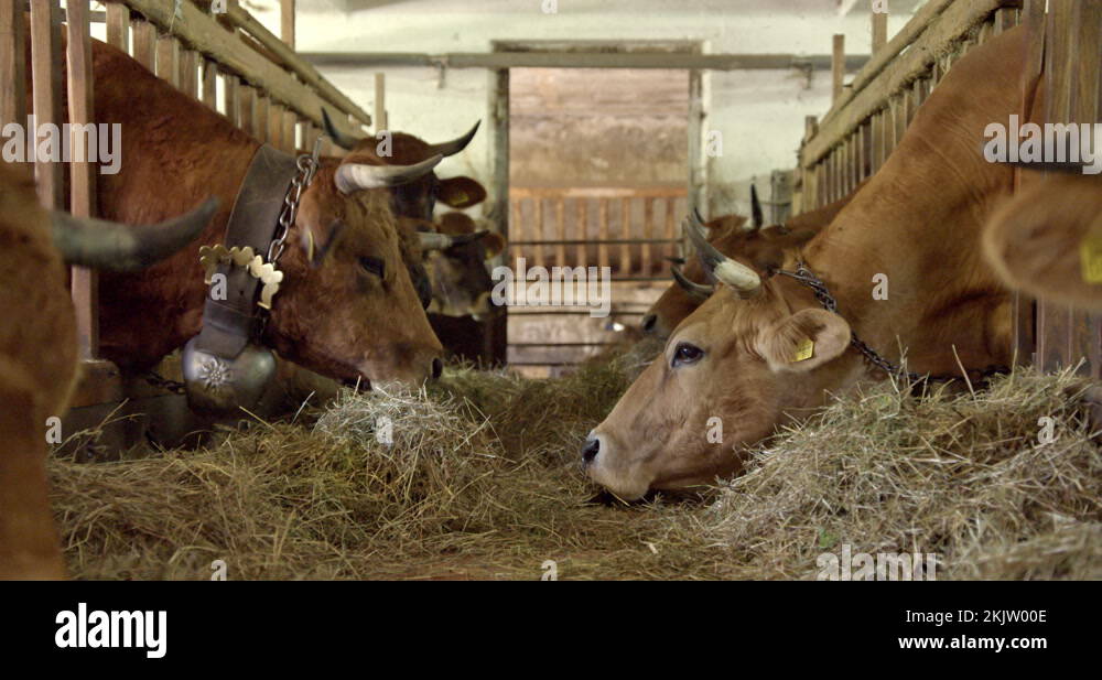 Hey barn Stock Videos & Footage - HD and 4K Video Clips - Alamy