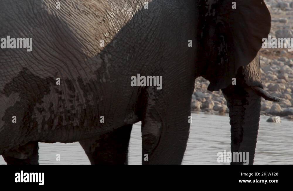 Elephant tusk poaching Stock Videos & Footage - HD and 4K Video Clips ...