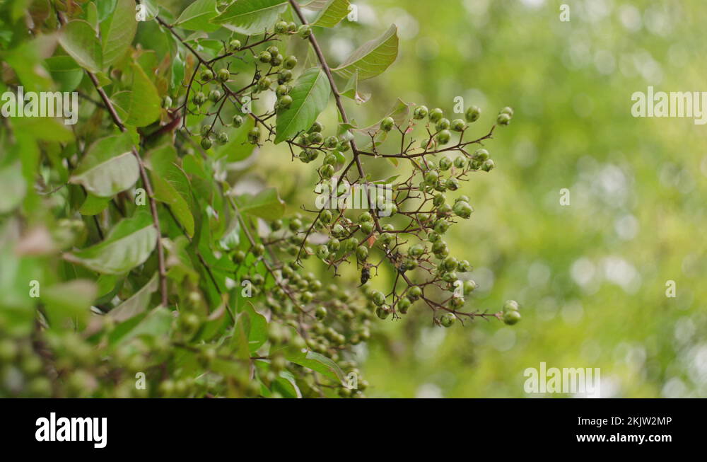 Green berries Stock Videos & Footage - HD and 4K Video Clips - Alamy