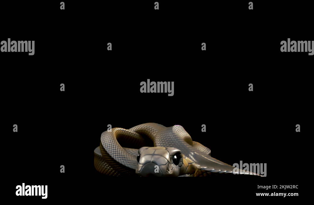 Venomous snake striking Stock Videos & Footage - HD and 4K Video Clips ...