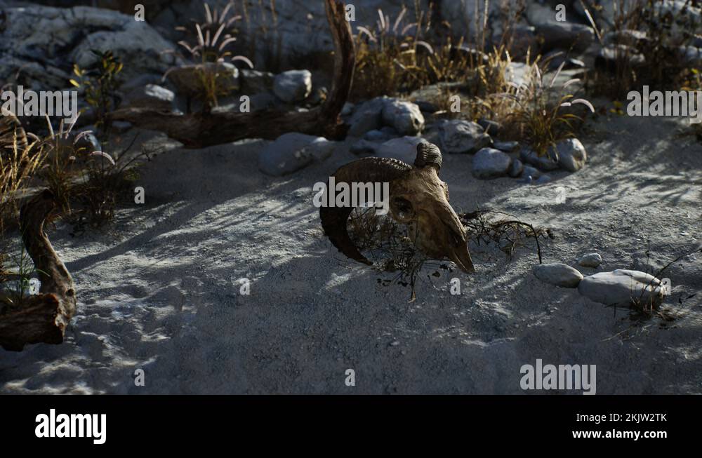 Skull of a dead ram in the desert Stock Video Footage - Alamy