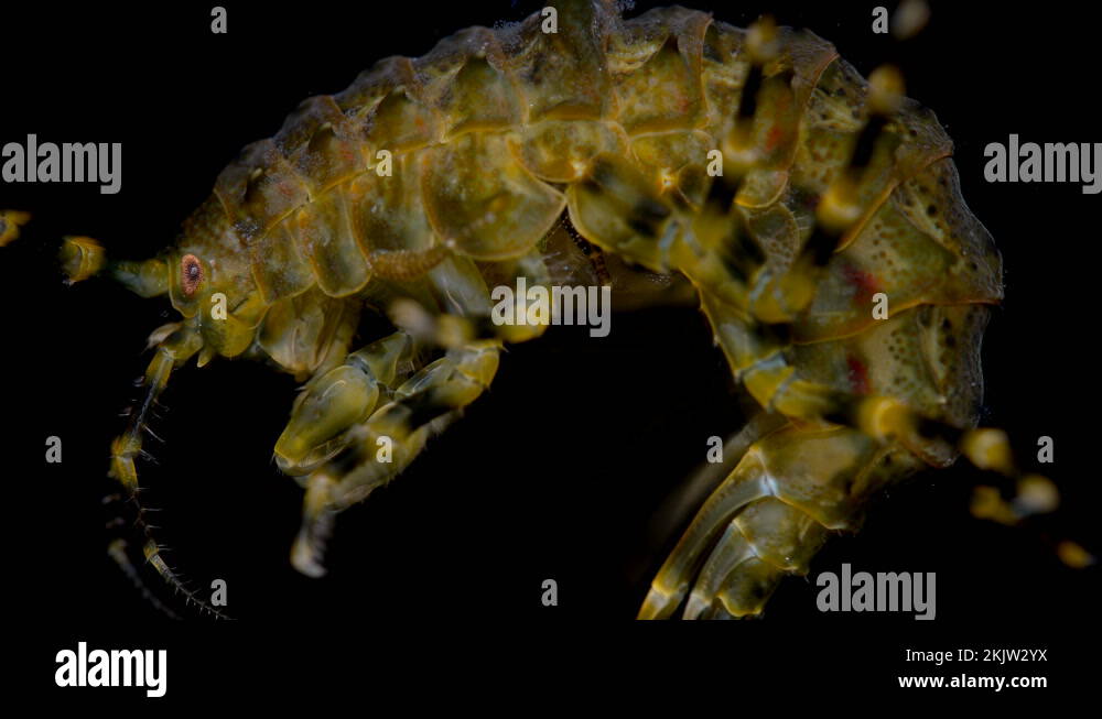 Amphipoda Pallasea cancellus under the microscope, family Pallaseidae ...