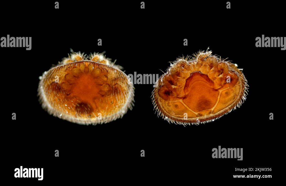 Parasitic mite Varroa under the microscope. Lives on Apis honey bees ...
