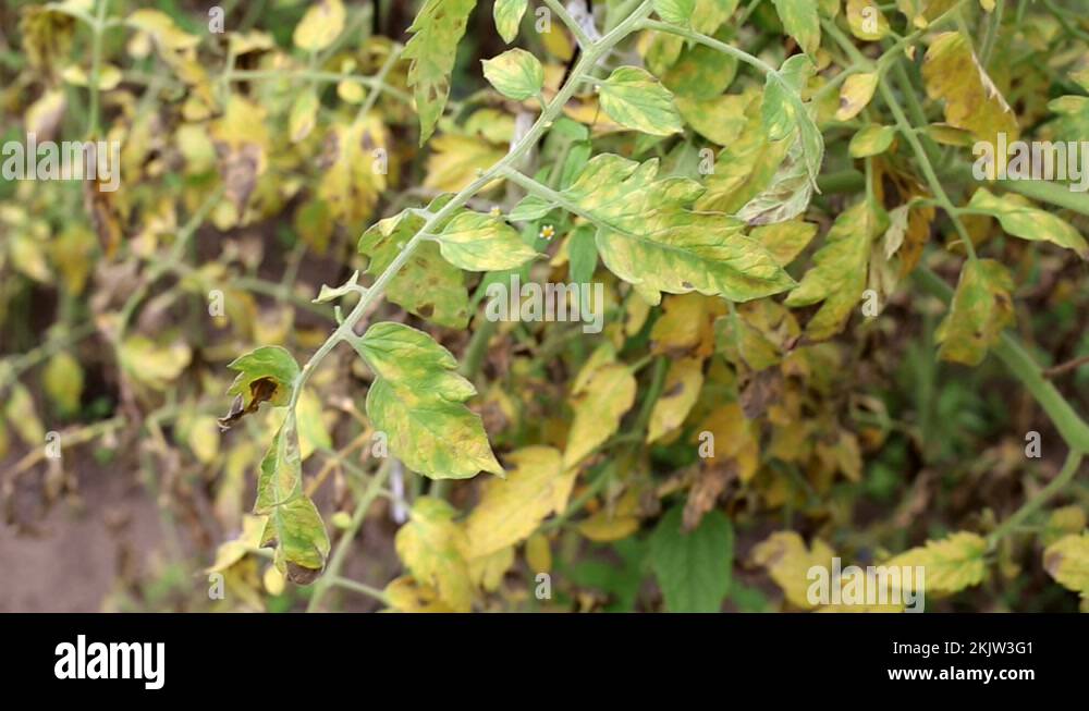 Sick tomato plant leaf Stock Videos & Footage - HD and 4K Video Clips ...