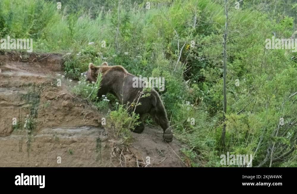 Bear on the hill Stock Videos & Footage - HD and 4K Video Clips - Alamy